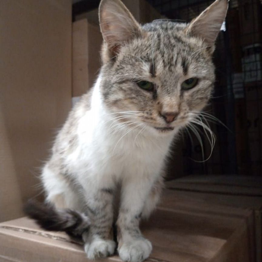 Отдам в добрые руки