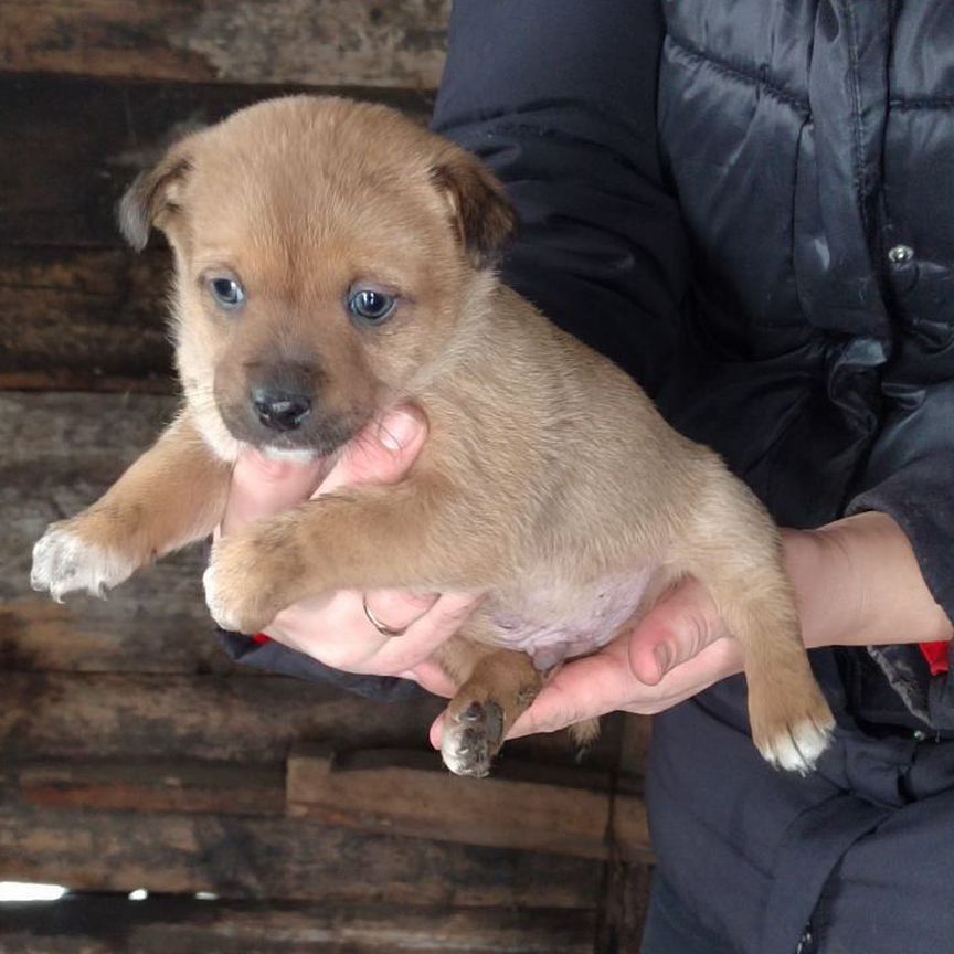 Щенок в добрые руки