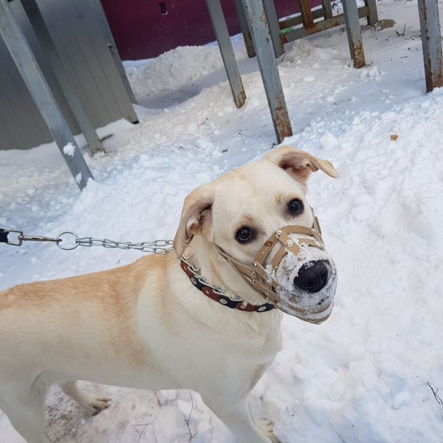 Лабрадор бесплатно