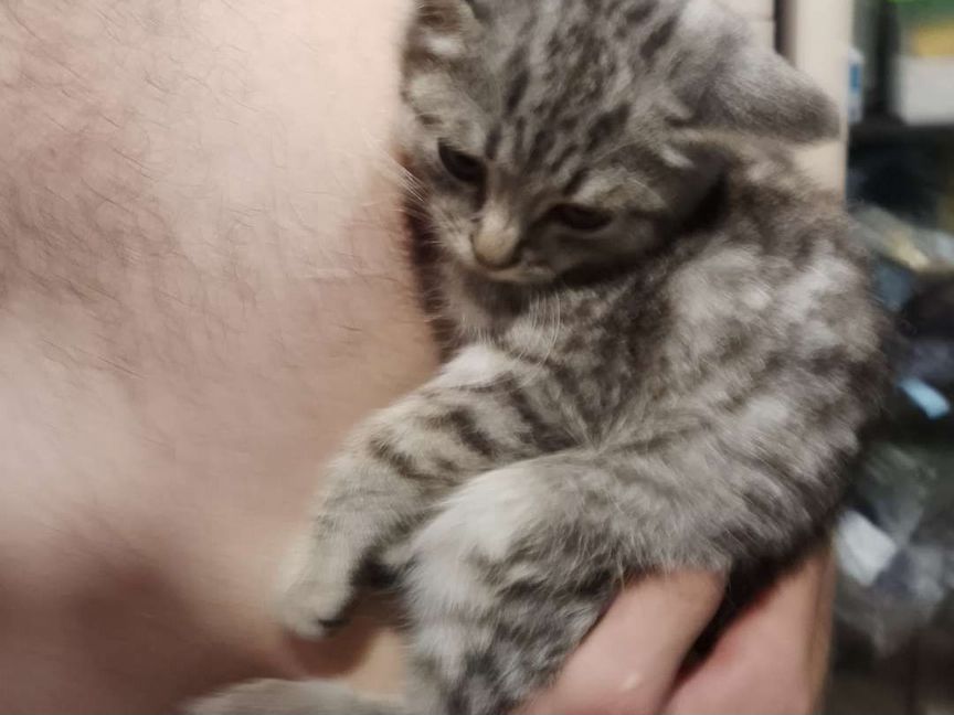 Котенок нуждается в доме. Мальчик