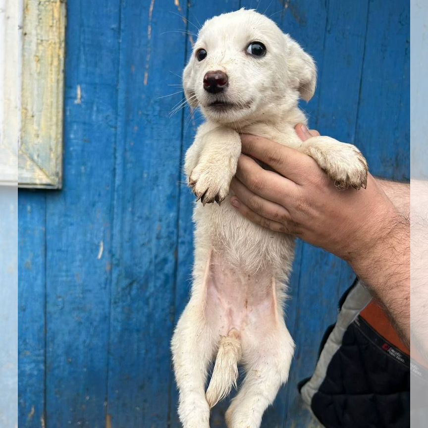 Щенкам очень холодно Нужен дом