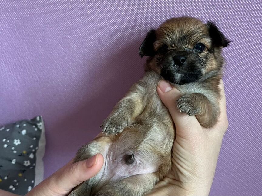 Щенки чихуахуа