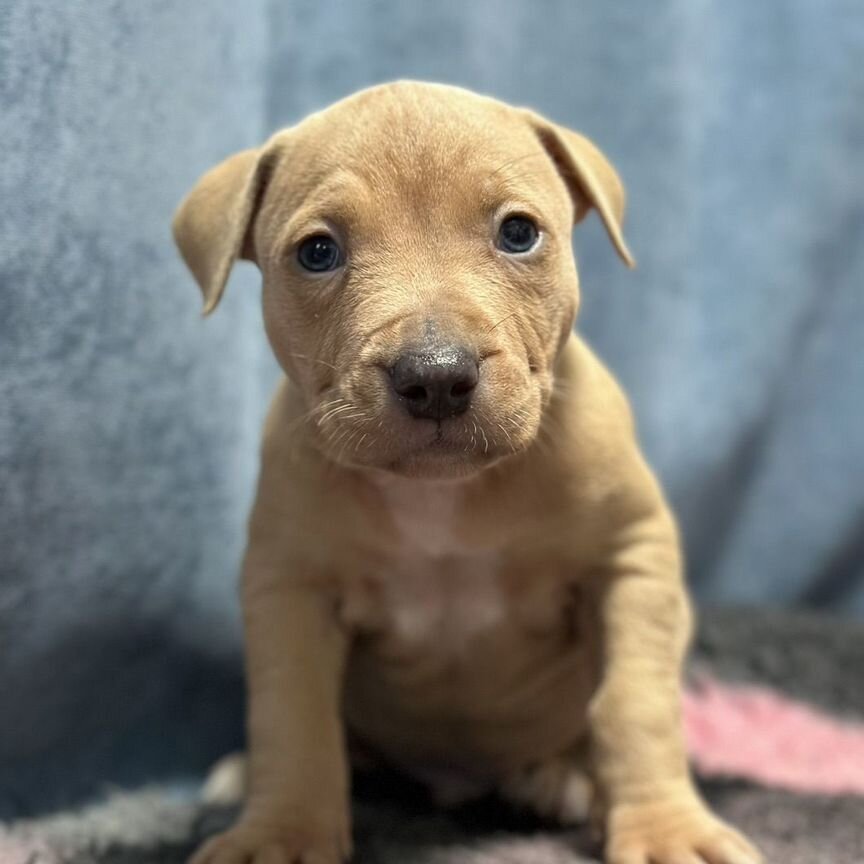 Голубопалевый парень