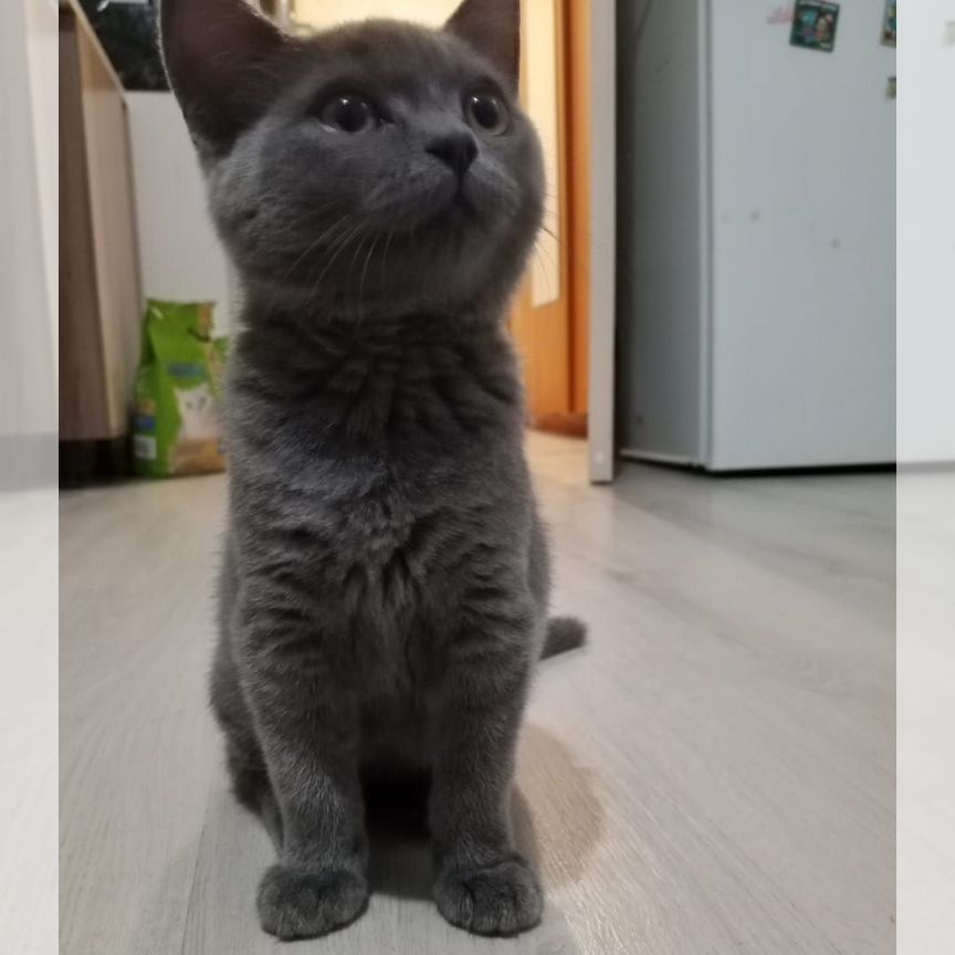Британский короткошёрстный котёнок