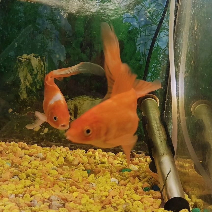 Золотая рыбка