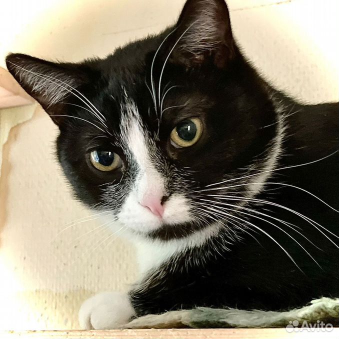 Молоденький котик ищет семью