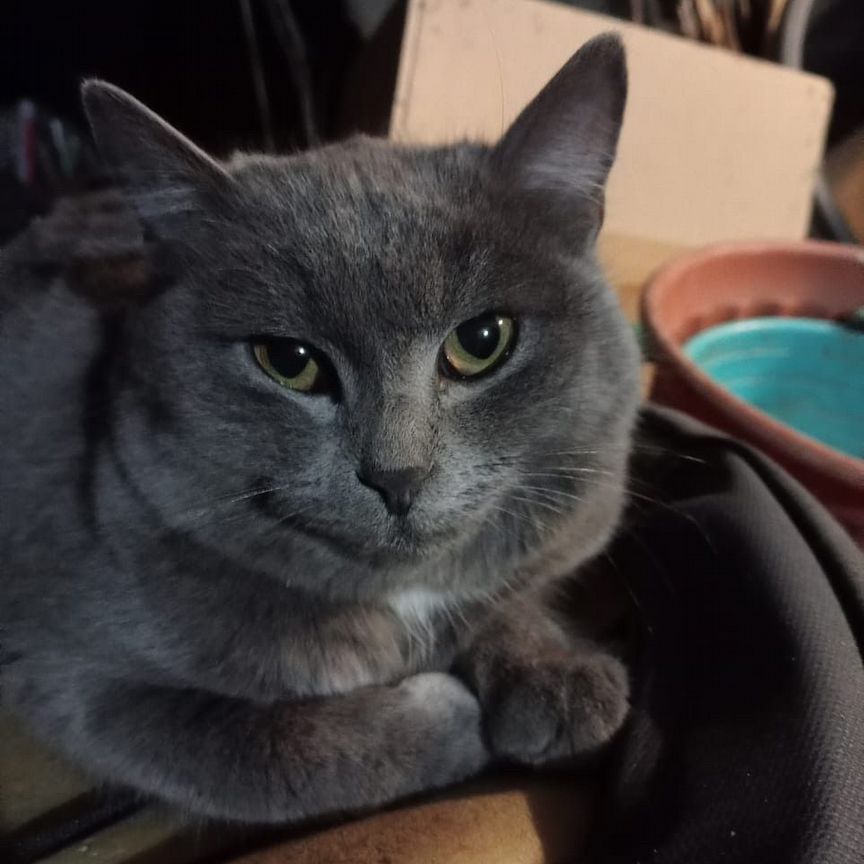 Кошка Пуся