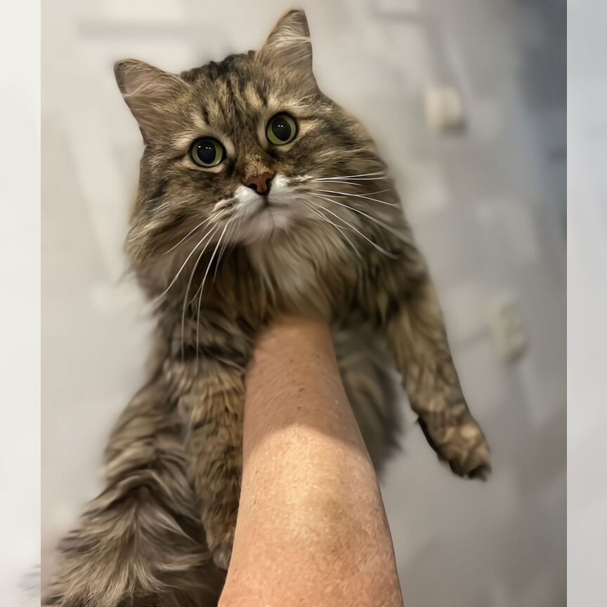 Взрослая, кошка в добрые руки