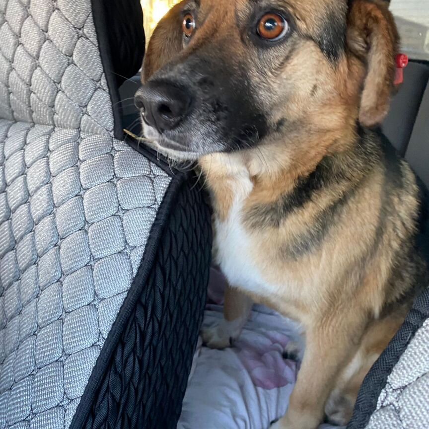 Очень нужны добрые руки для Герды