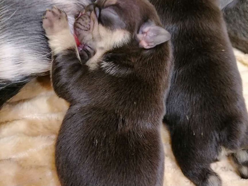 Французский шоколад щенки