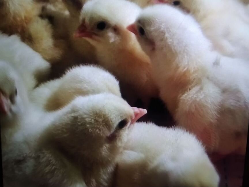 Цыплята бройлеров