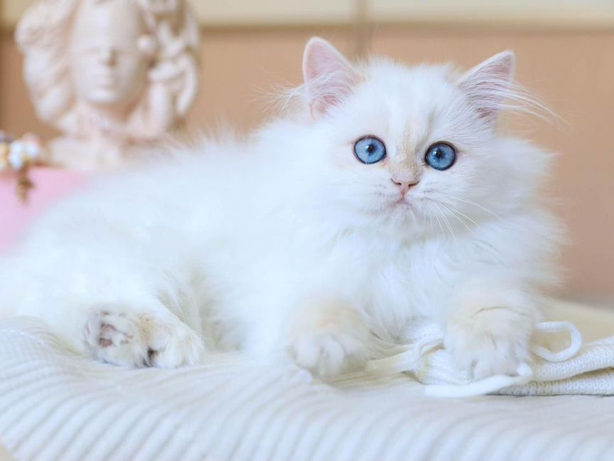 Британские котята золотая шиншилла