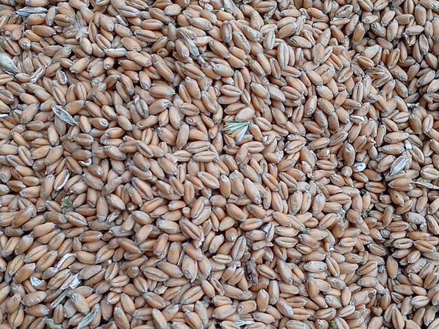 Зерно озимая пшеница