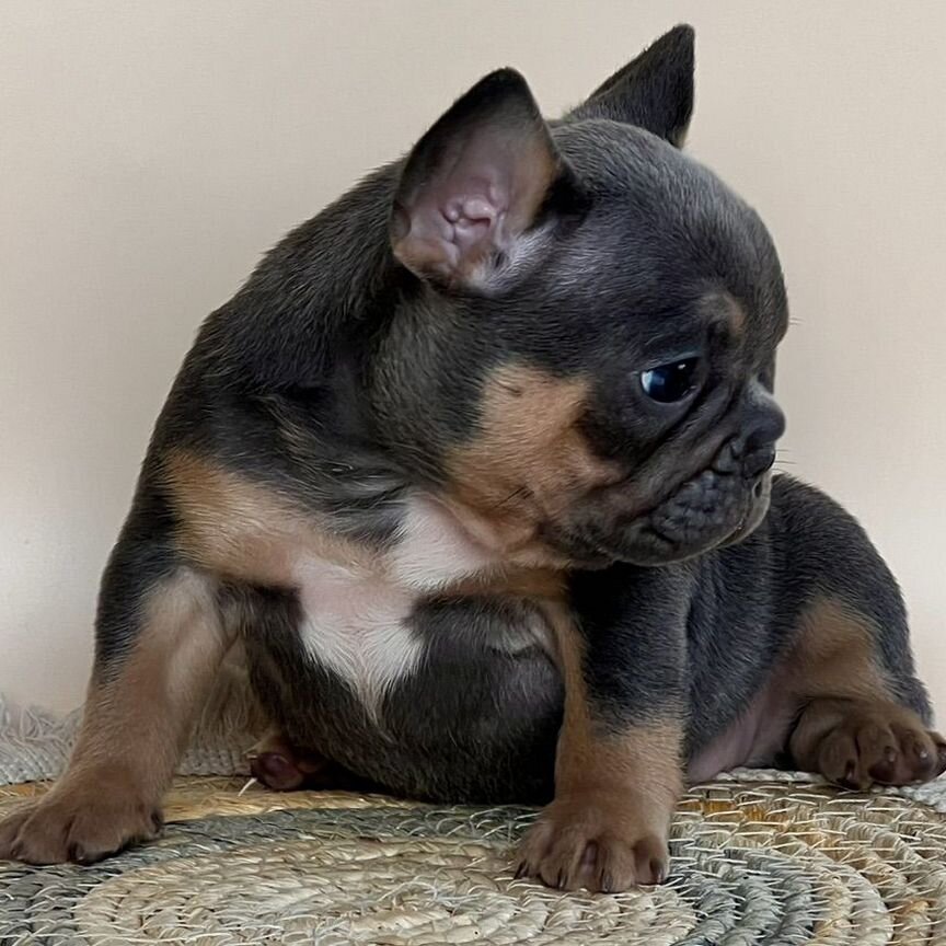 Французский бульдог, щенок
