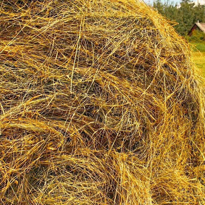 Продам сено