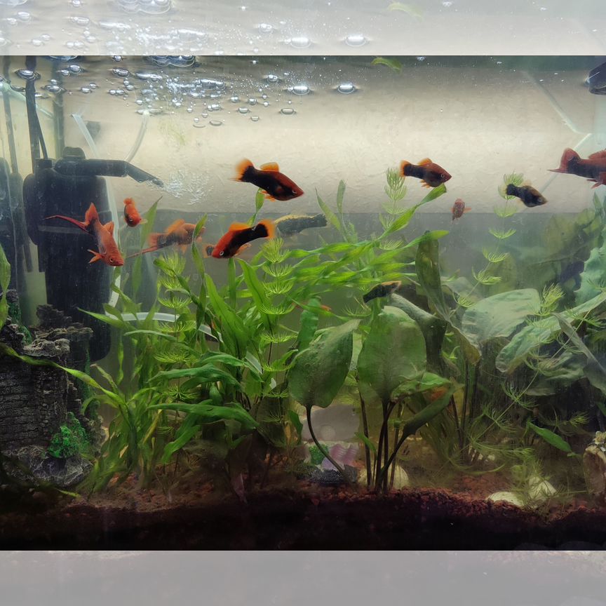 Аквариумные рыбки