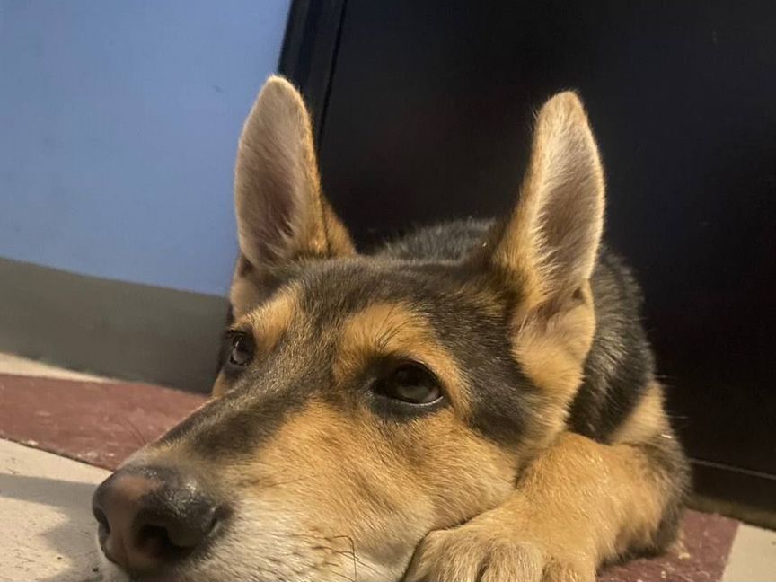 Щенок в добрые руки бесплатно