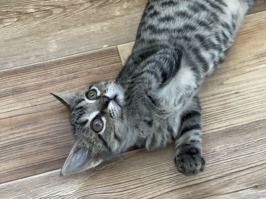 Кошка