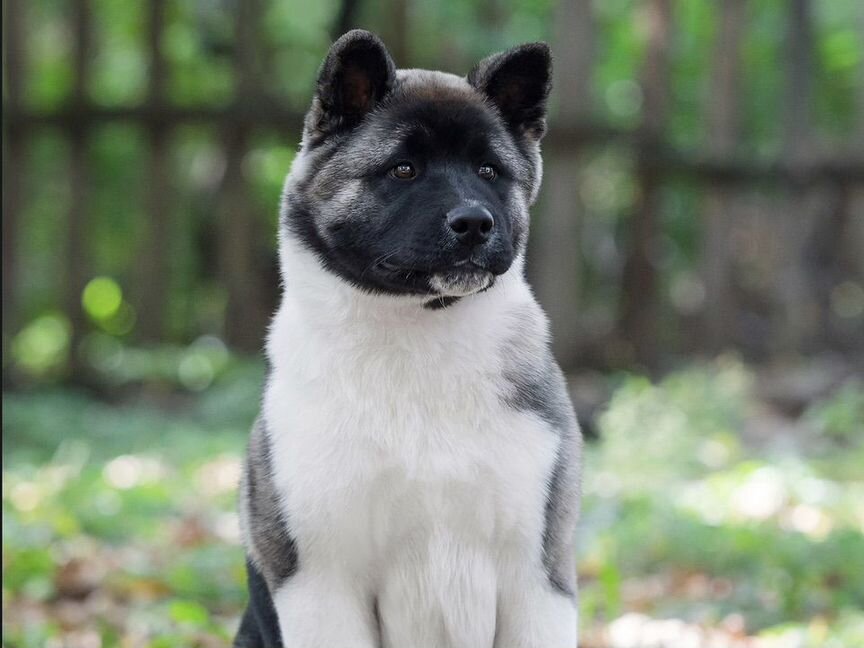 Щенки американской акиты