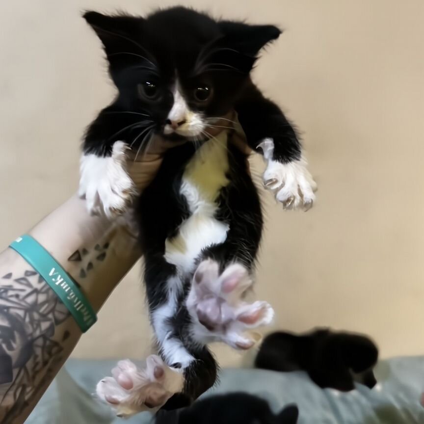 Котёнок в добрые руки