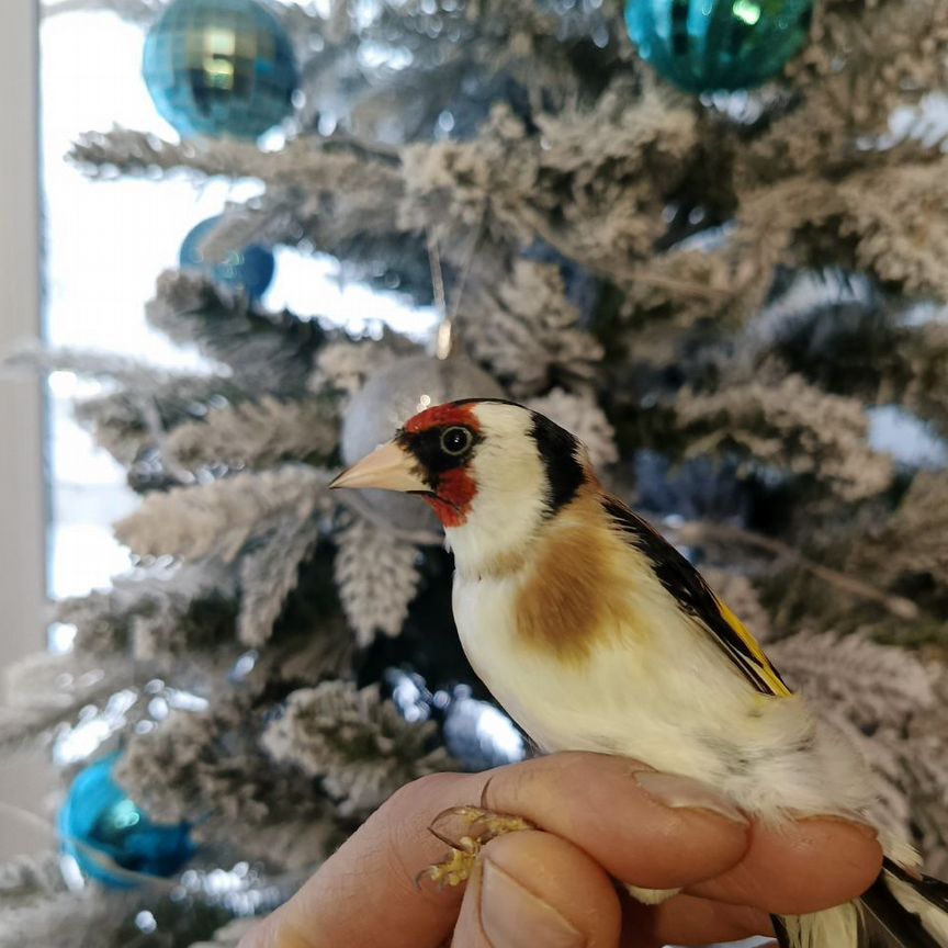 Певчие лесные птицы