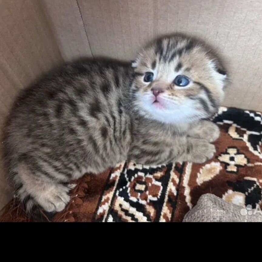 Шотландский вислоухий короткошёрстный котёнок