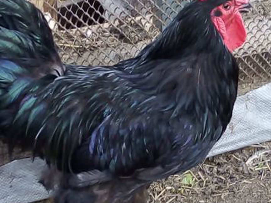 Инк. Яйцо Джерсийский гигант