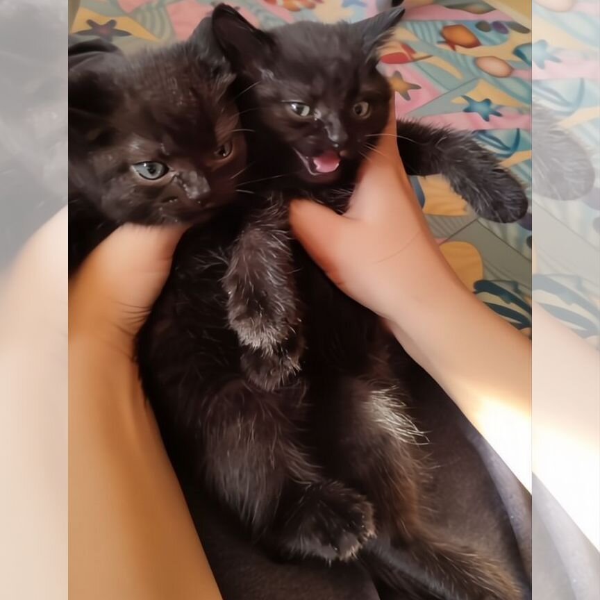 Отдам котят