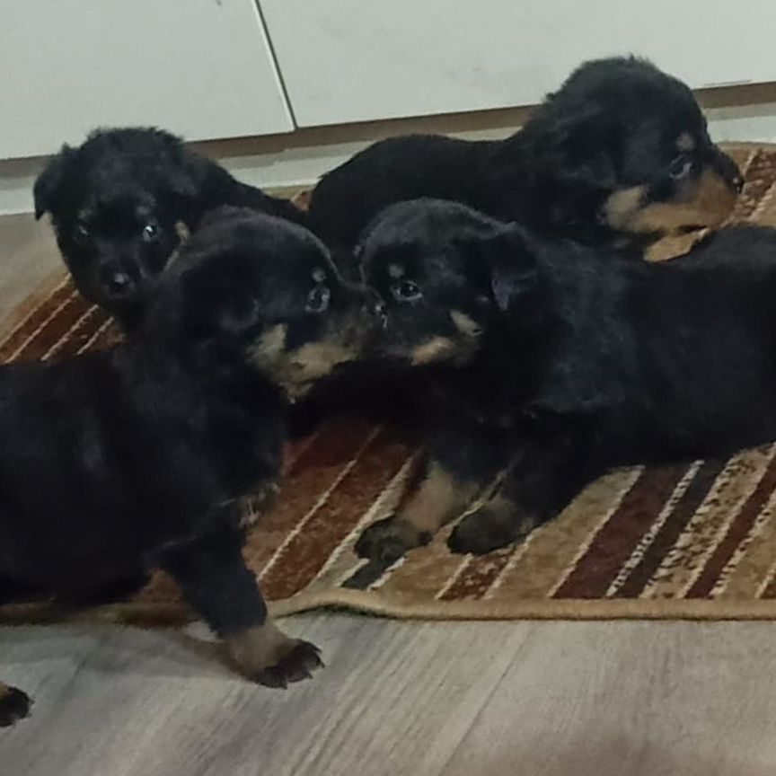 Щенки ротвейлера