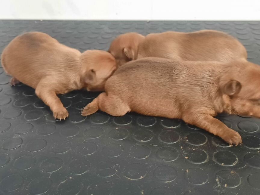 Щенки Цвергпинчера