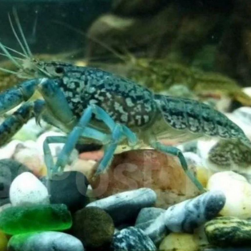 Аквариумные мраморные раки