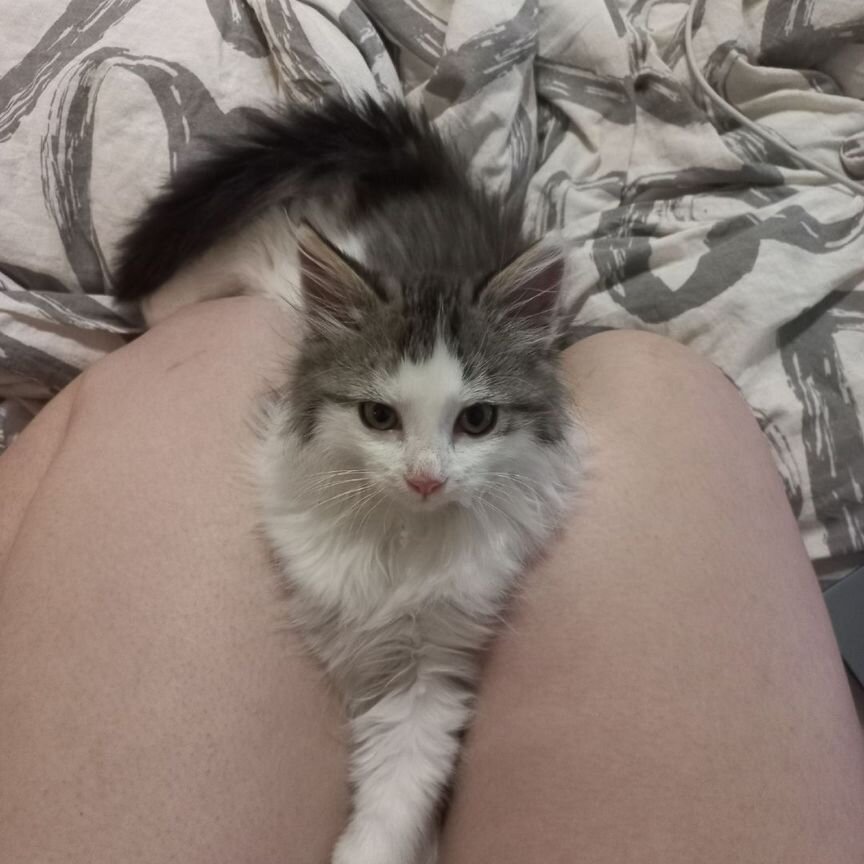 Котеночек