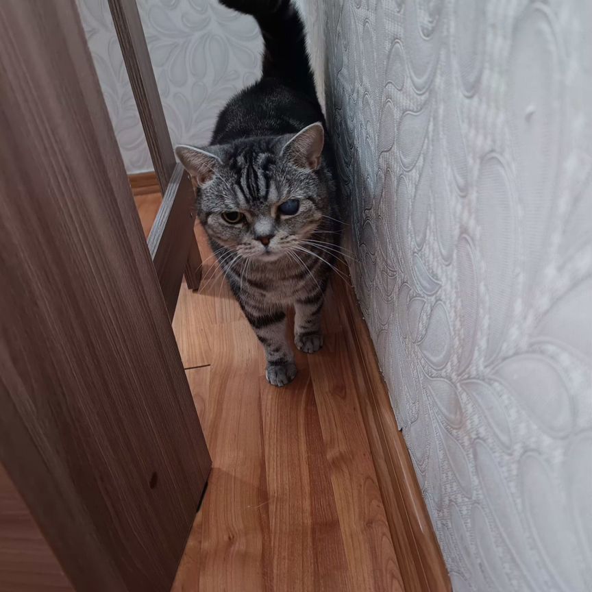 Кот в добрые руки