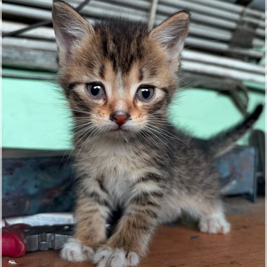 Котёнок в добрые руки