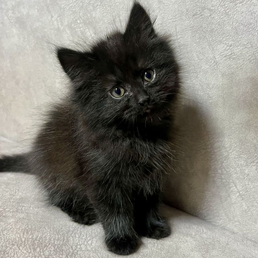 Котенок мальчик