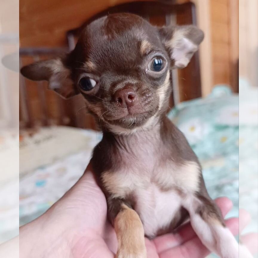 Чихуахуа, щенок