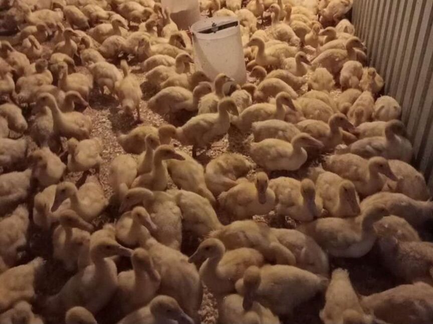 Утка Стар53 14 дн