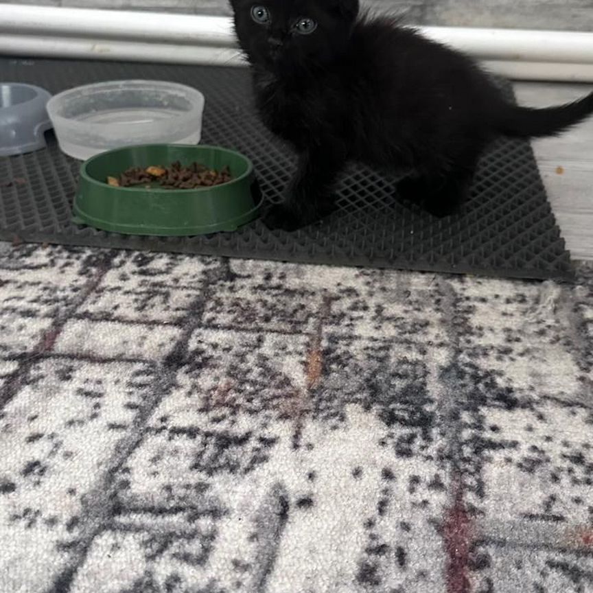 Вислоухий котик
