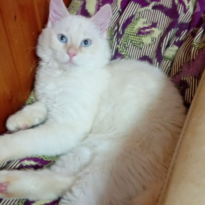 Котенок Тайсон 4 месяца