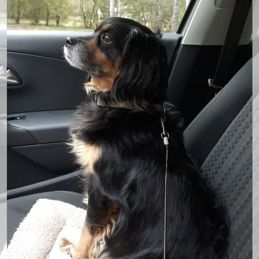 Русский спаниель щенки