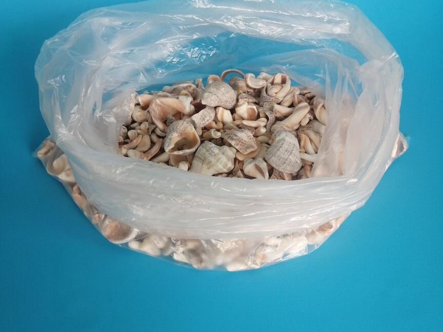 Морские ракушки для аквариума