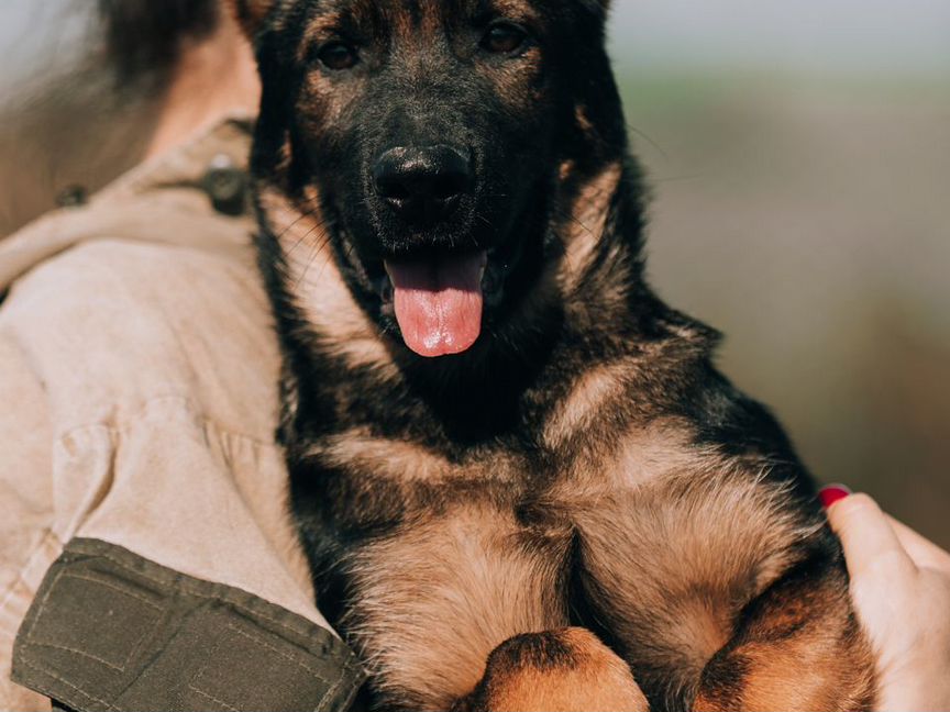 Немецкая овчарка кобель