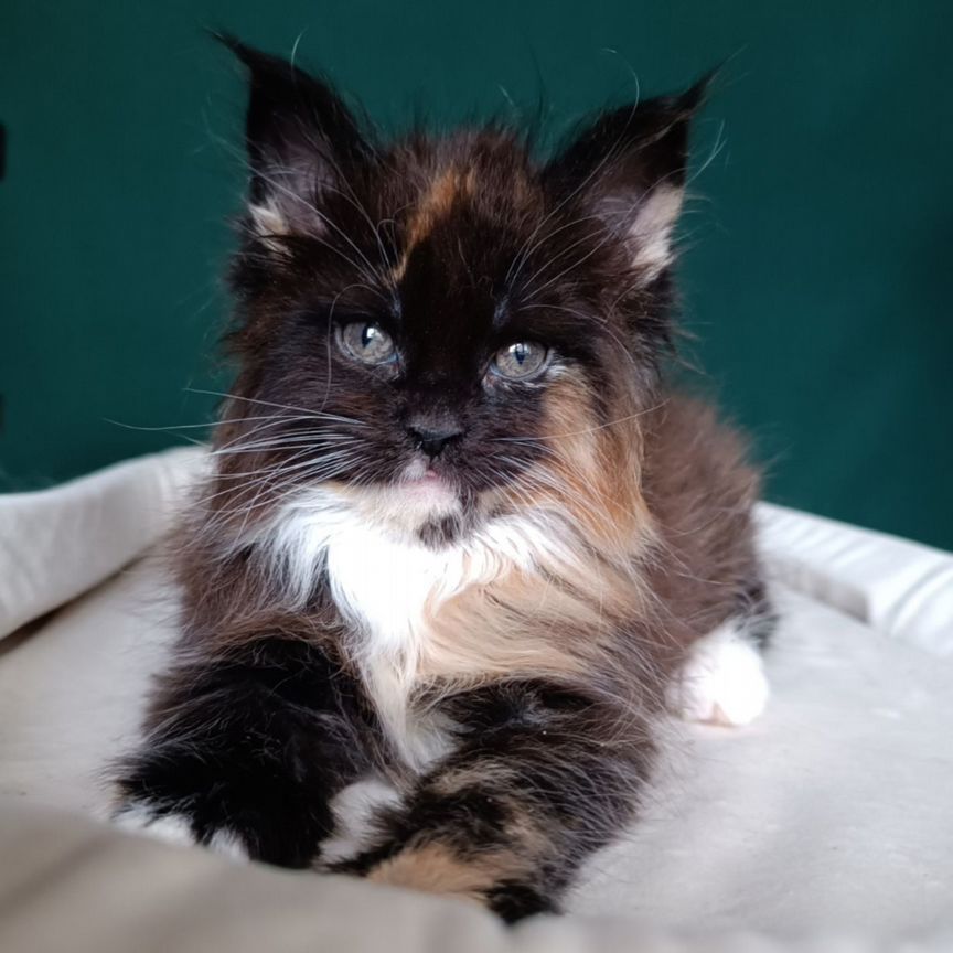 Мейн-кун солидная черепашка