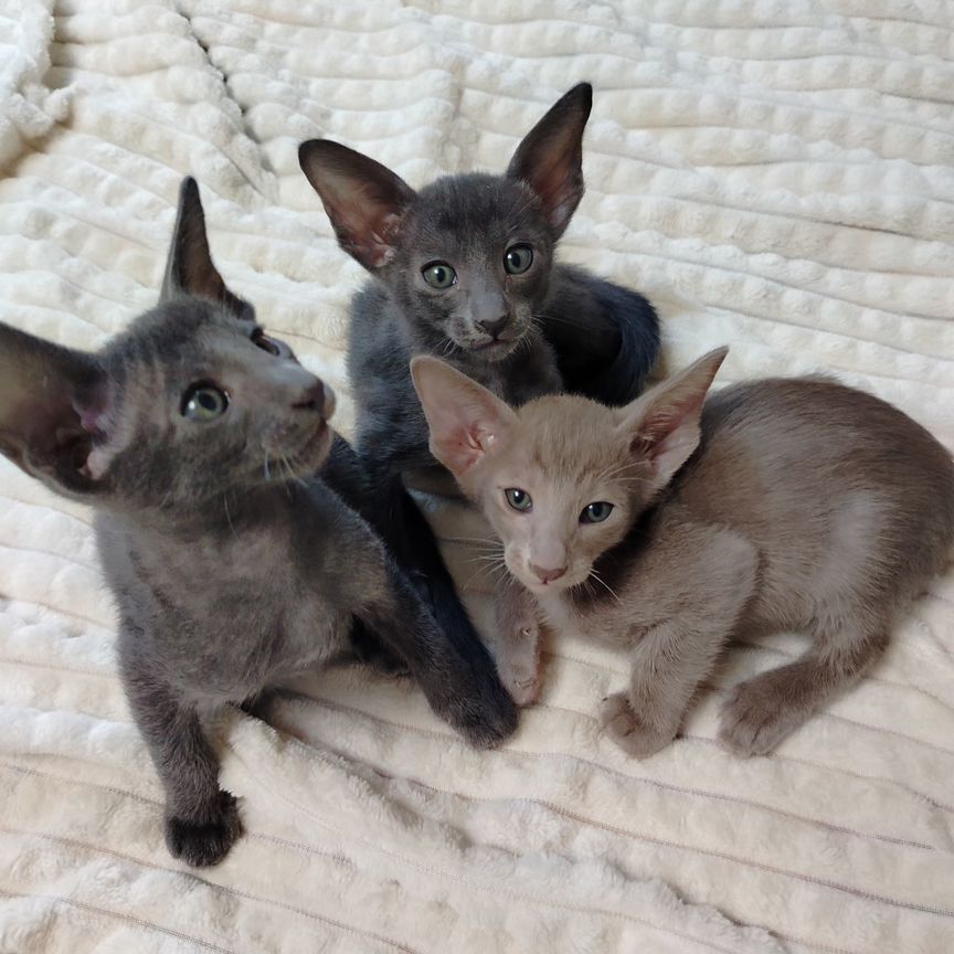 Ориентальные котята
