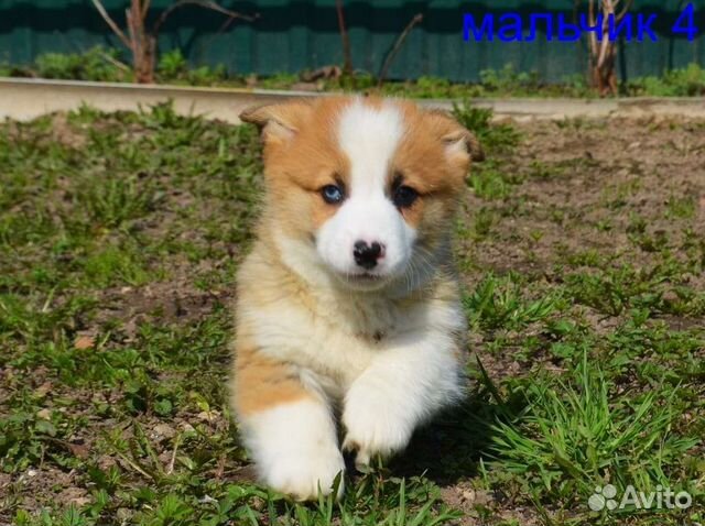 Голубоглазый мальчуган пемброк