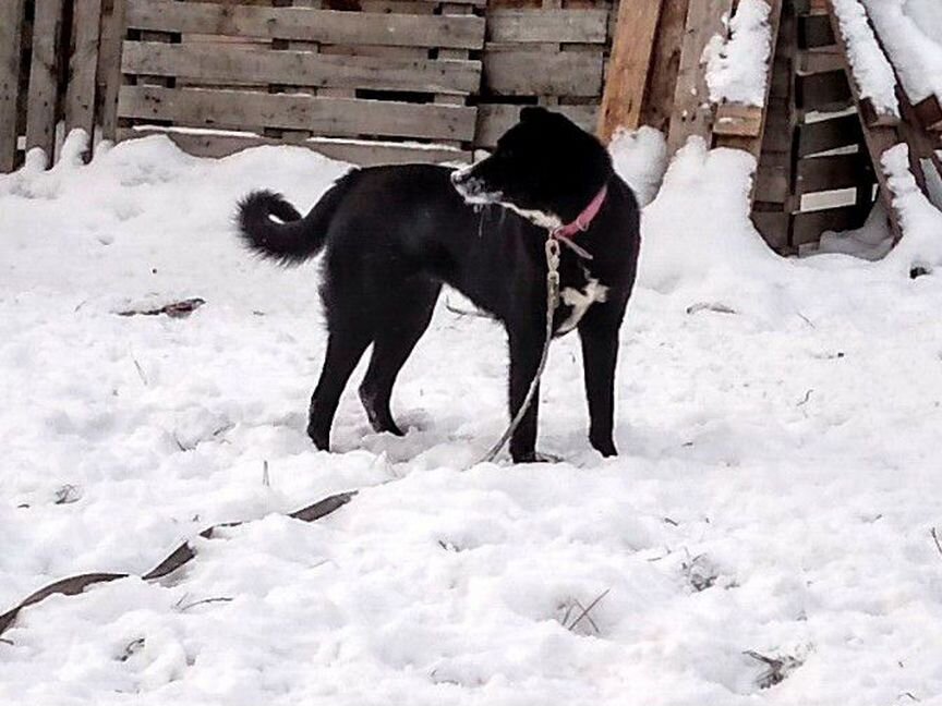 Отдам собаку