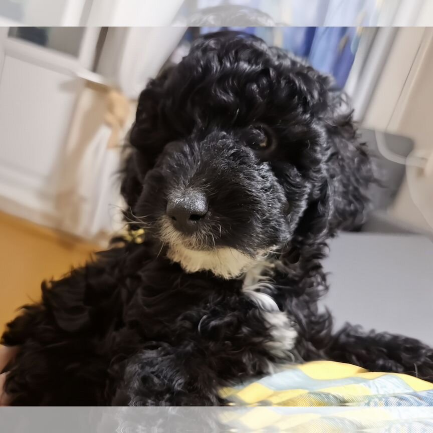 Пудель, щенок