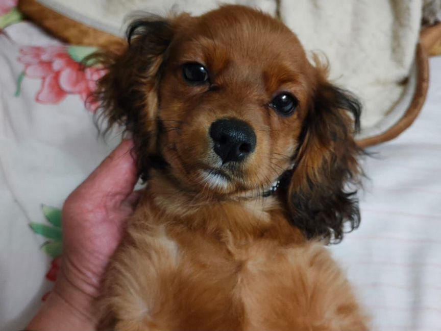 Щенки спаниеля