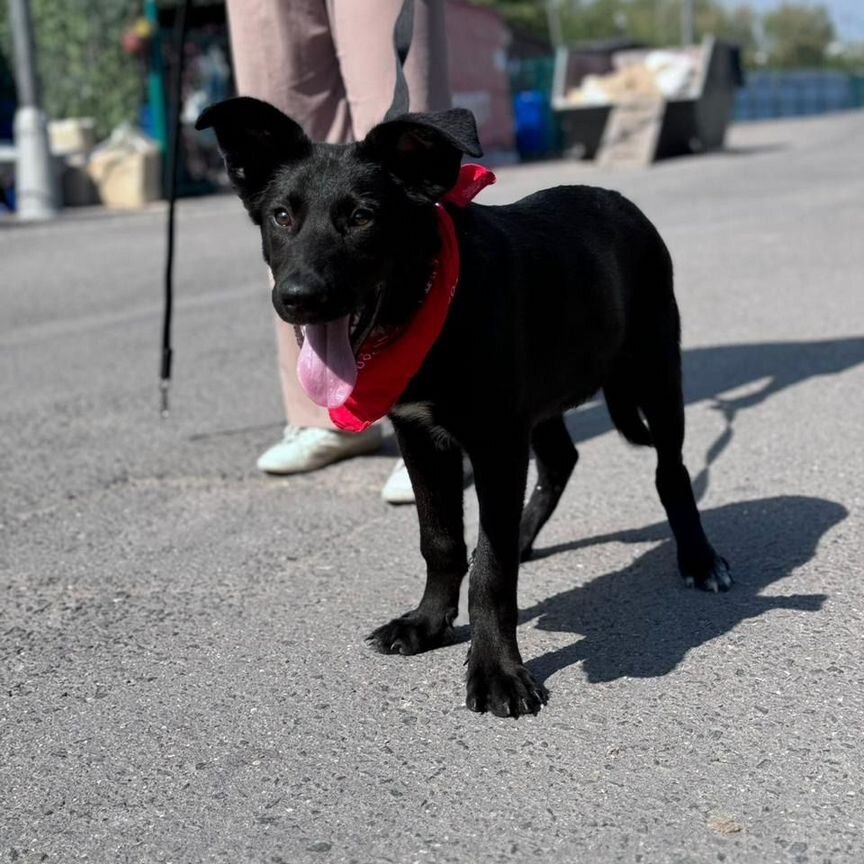 Щенок Маффин из приюта в добрые руки
