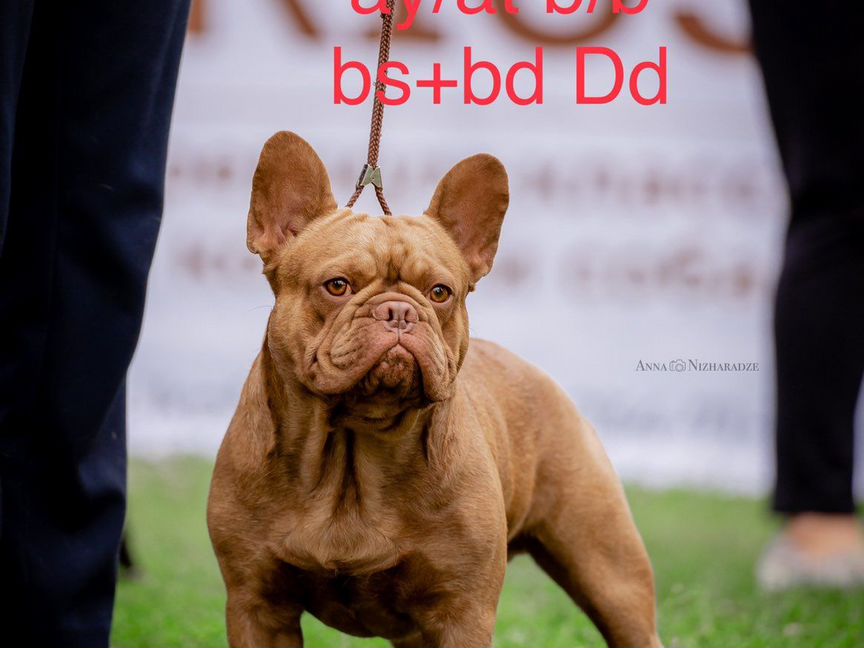 Французский бульдог кобель вязка